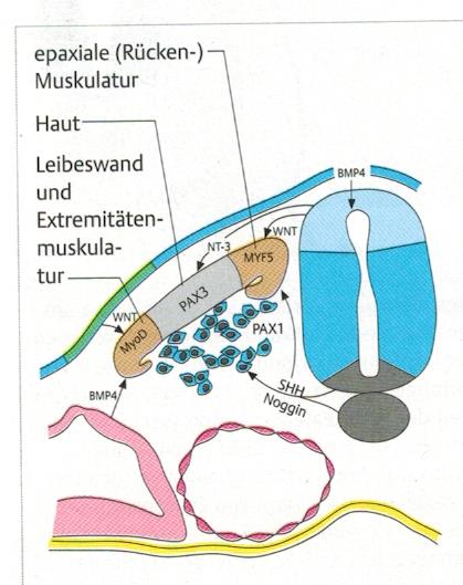 Embryologie des vegetativen Nervensystems (Sympathikus und ...