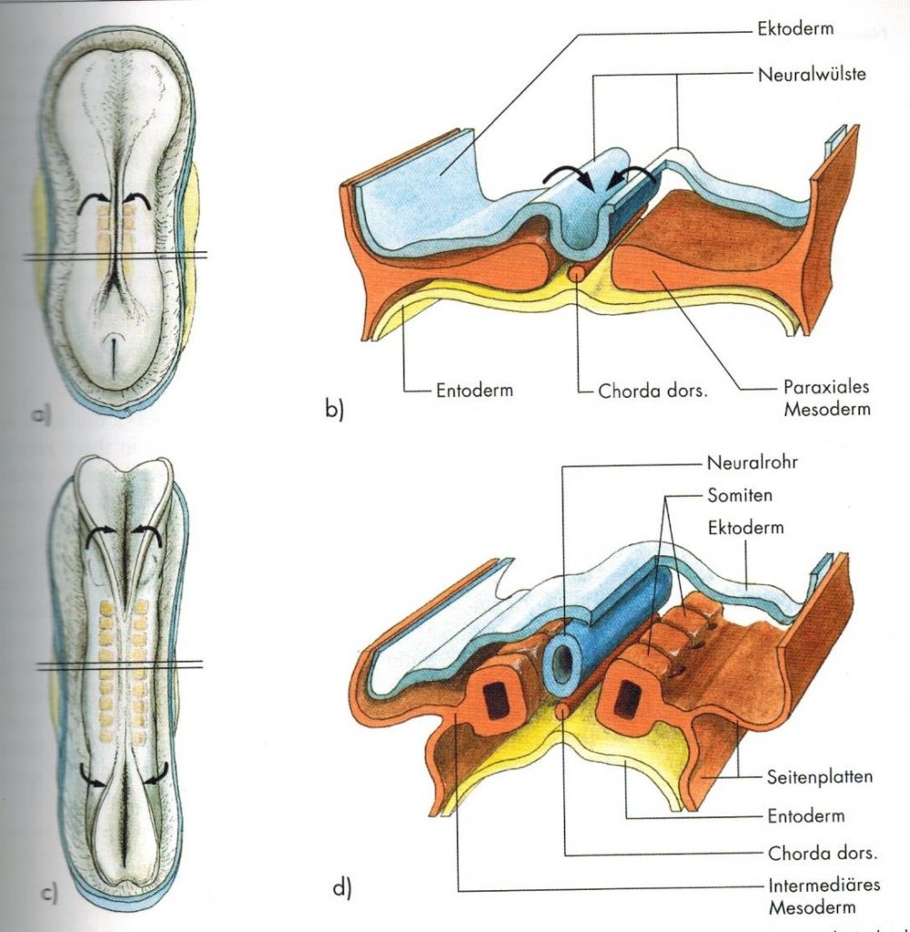 Embryologie des vegetativen Nervensystems (Sympathikus und ...