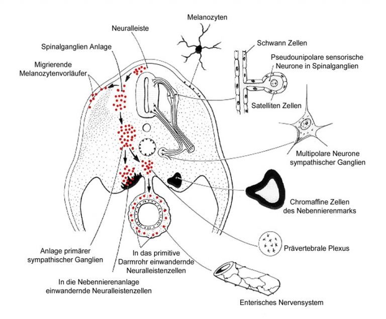 Embryologie des vegetativen Nervensystems (Sympathikus und ...