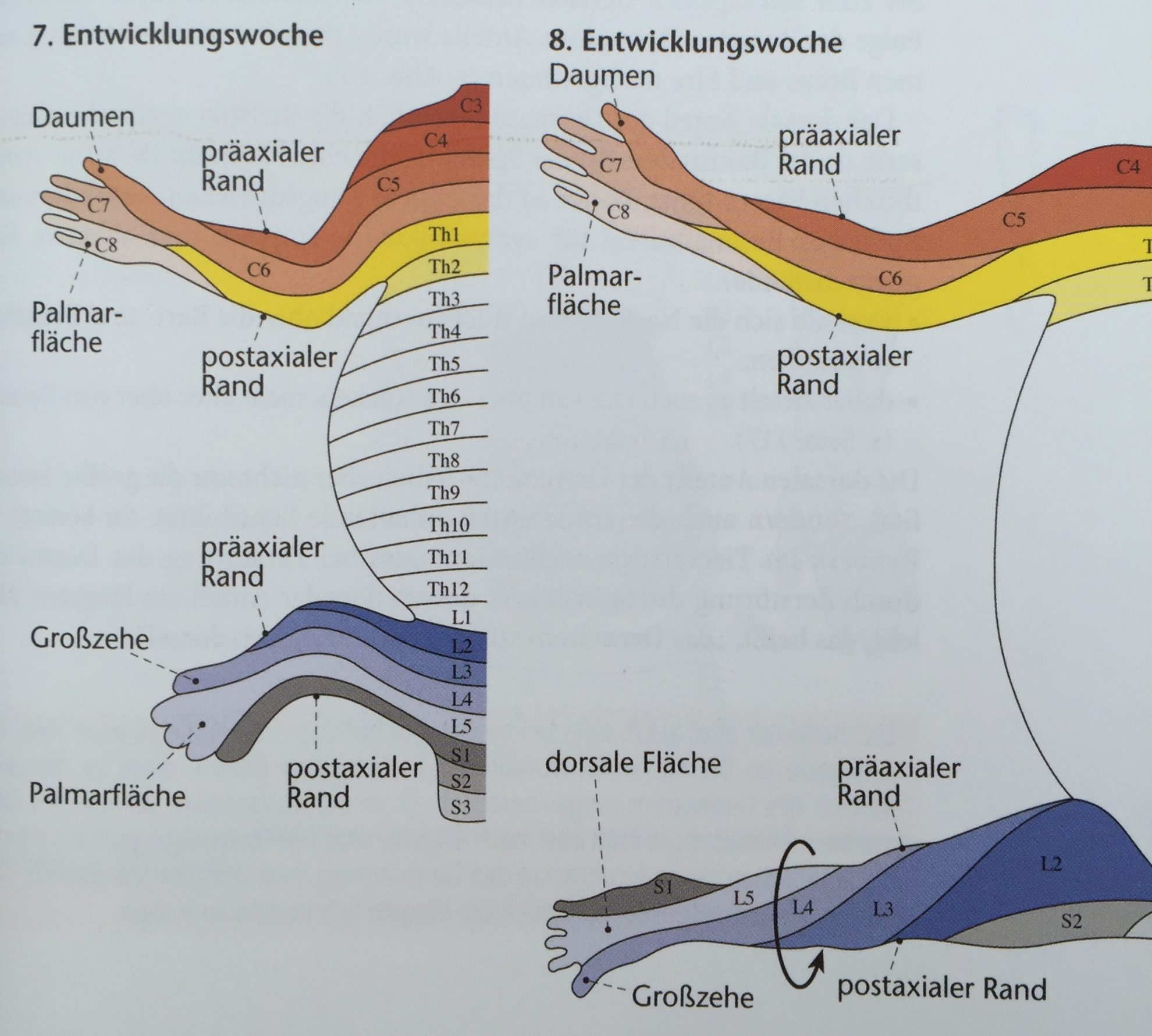 Embryologie des vegetativen Nervensystems (Sympathikus und ...
