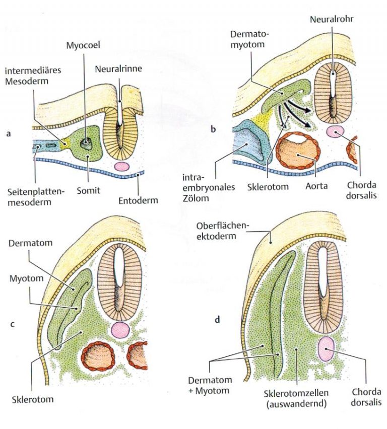 Embryologie des vegetativen Nervensystems (Sympathikus und ...
