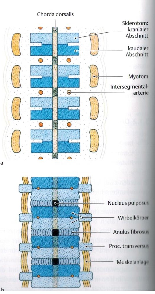 Embryologie des vegetativen Nervensystems (Sympathikus und ...