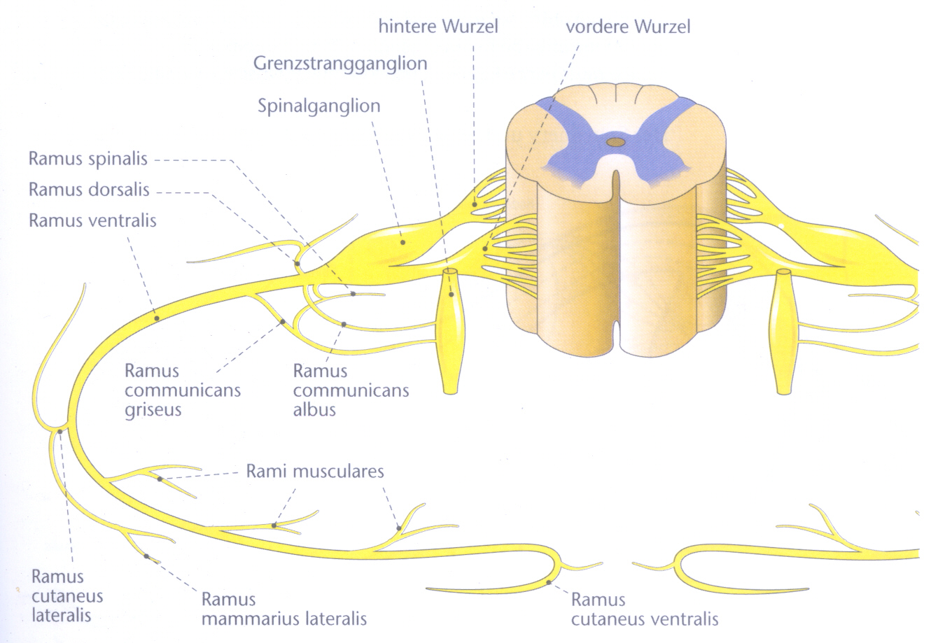 Anatomie des vegetativen Nervensystems (Sympathikus und Parasympathikus) - Biologische ...