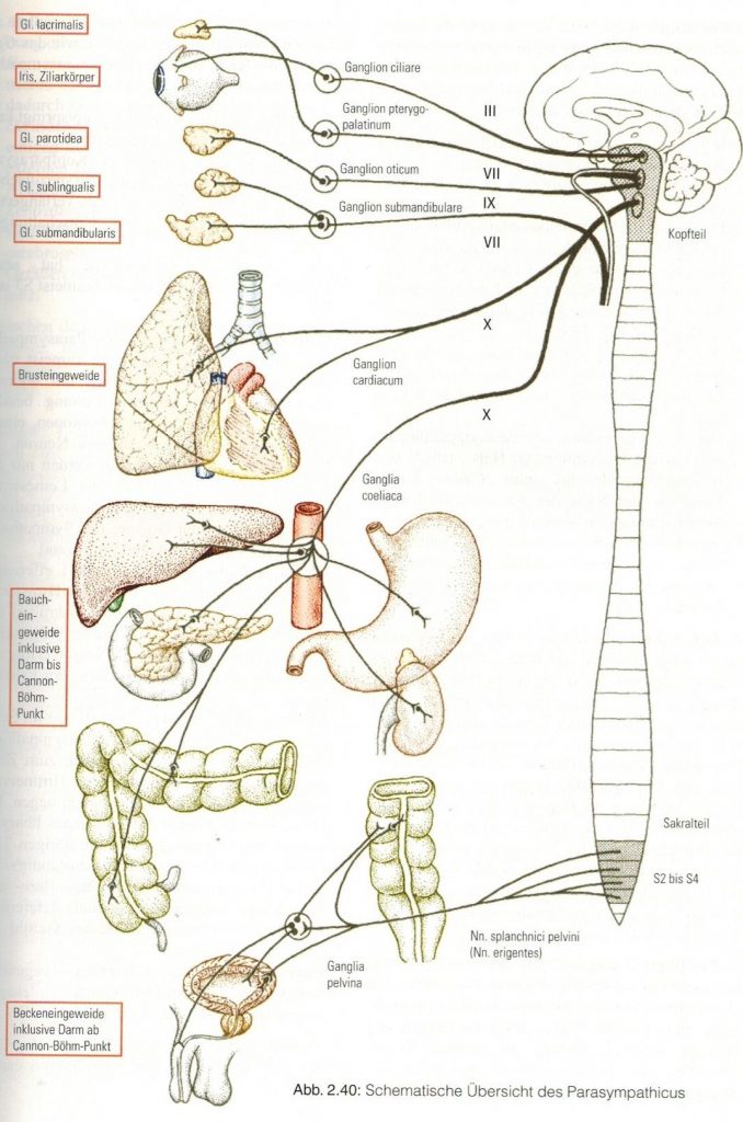 Anatomie des vegetativen Nervensystems (Sympathikus und Parasympathikus ...