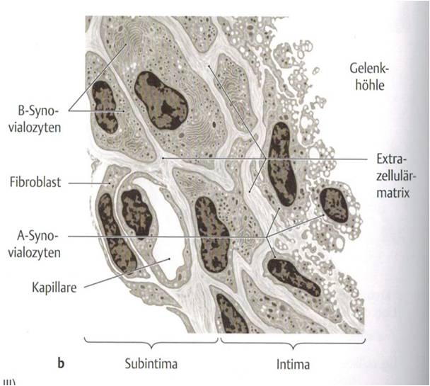 reaktive Synovialitis und rheumatoide Arthritis - Biologische ...